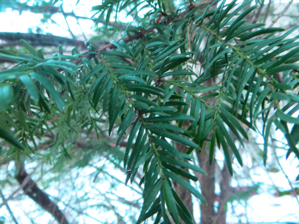 IL TASSO (Taxus baccata): ALBERO DELLA RINASCITA E DELLA MORTE