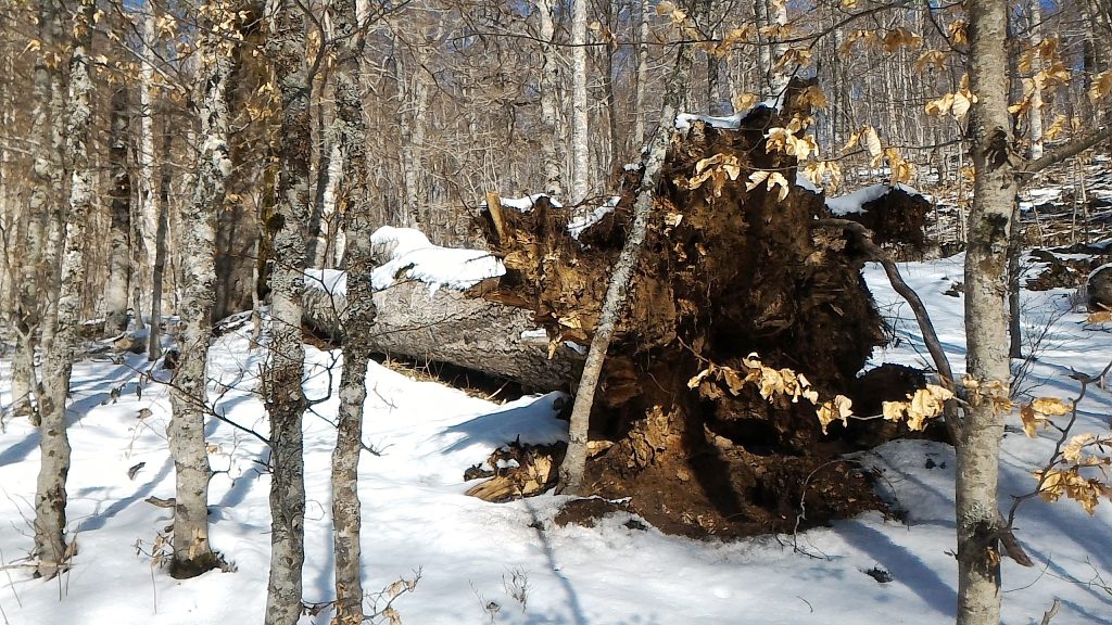 Un viaggio straordinario nella faggeta più grande d'Europa [foto]