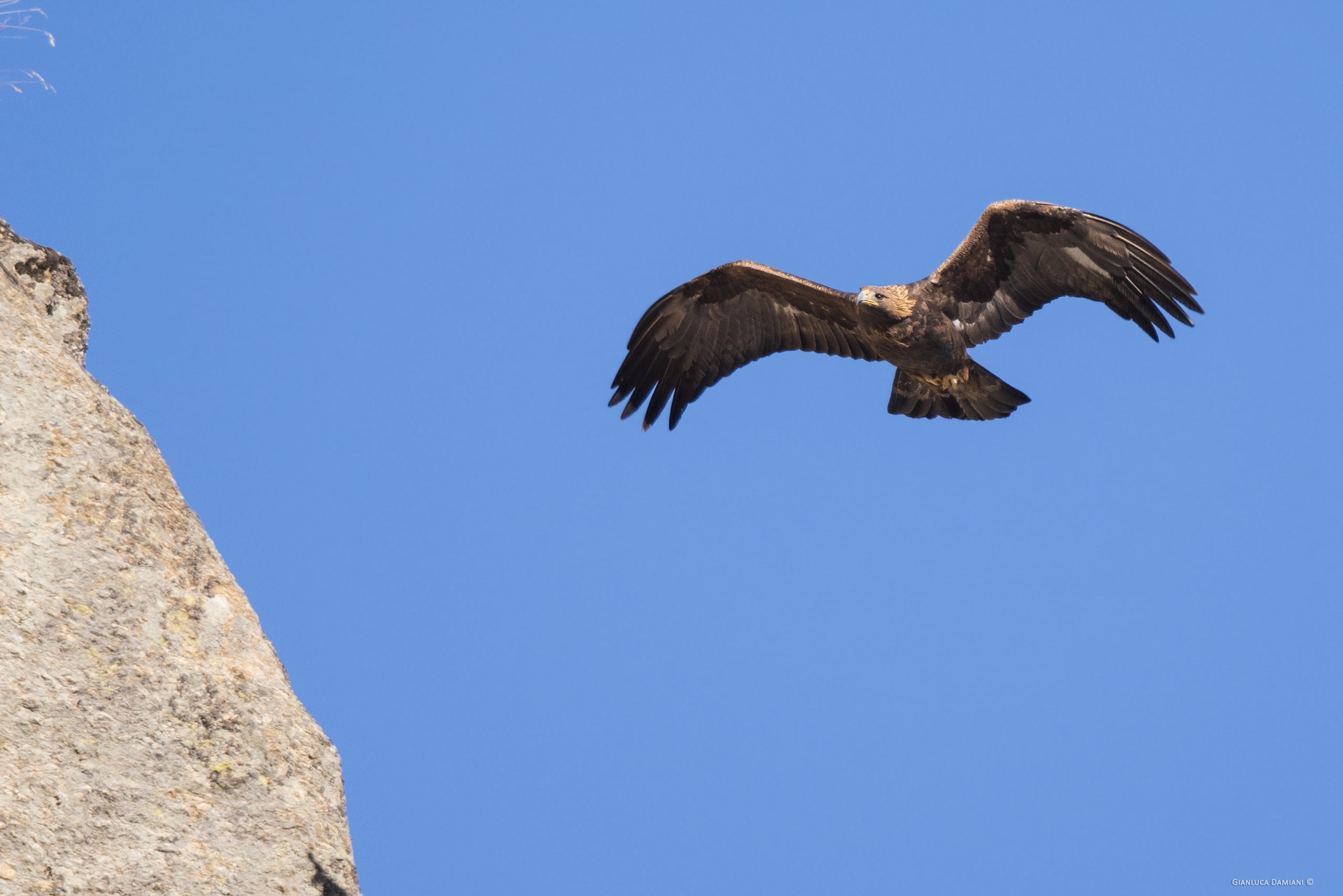 Eccomi. Il volo dell’aquila